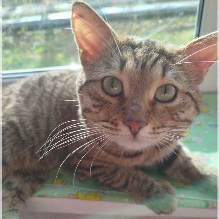 Взрослый кот в добрые руки