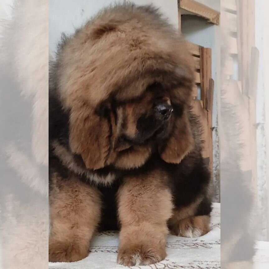 Тибетский мастиф, щенок
