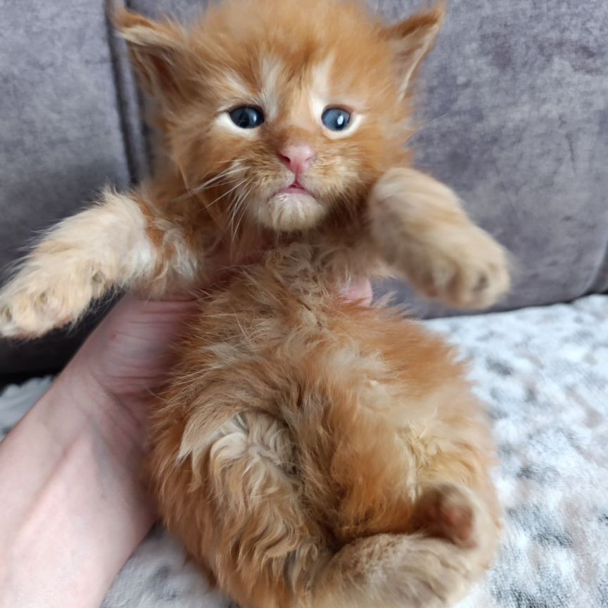 Шикарный мальчишка мейн кун