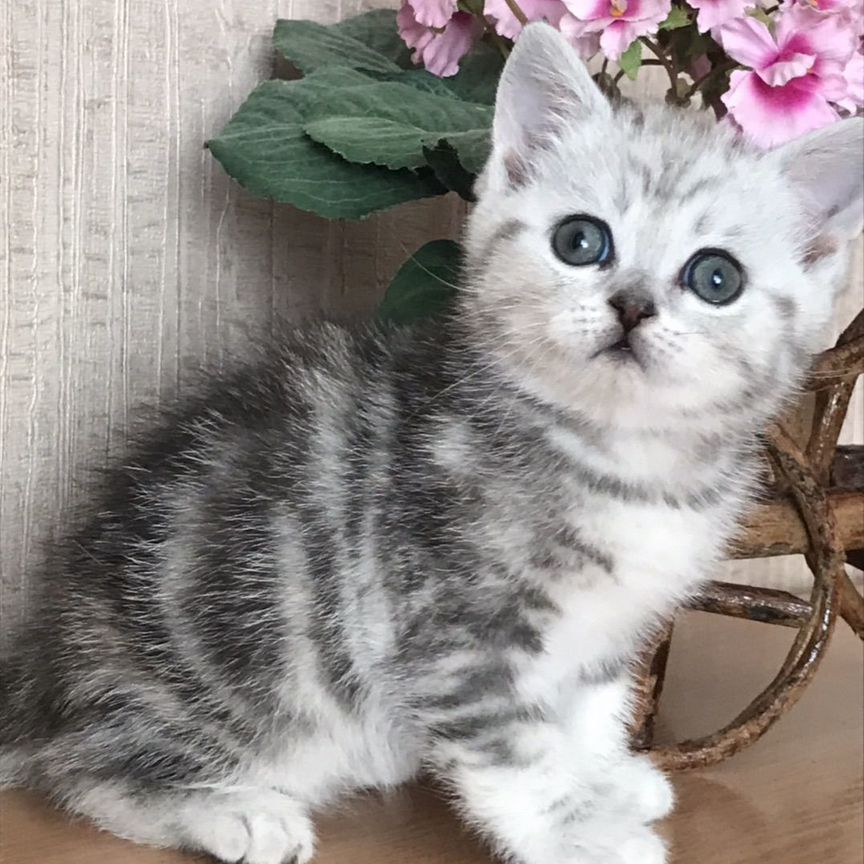Мраморный котик