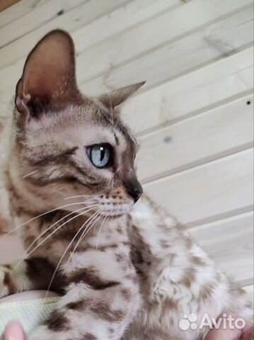 Бенгальская кошка в добрые руки