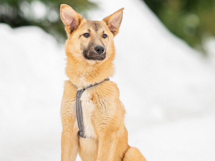 Щенок мальчик Цезарь 8 мес ищет дом