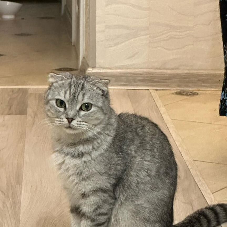 Шотландская вислоухая кошка