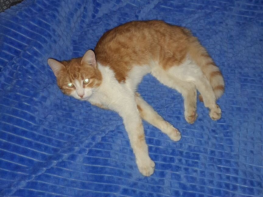 Домашние животные котята
