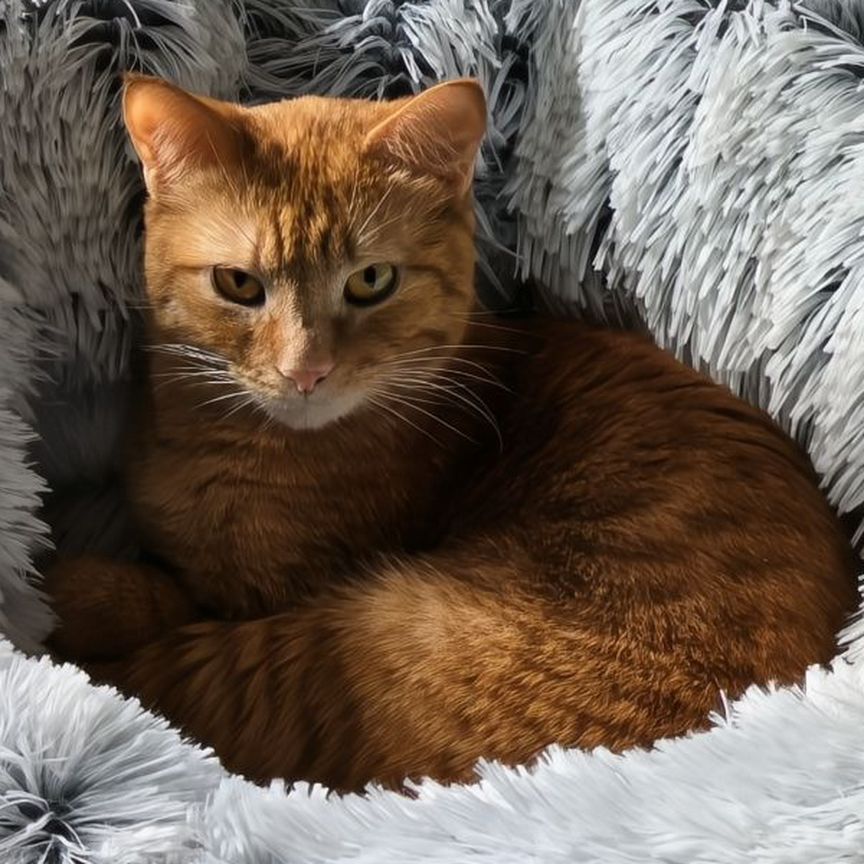 Взрослый кот в добрые руки