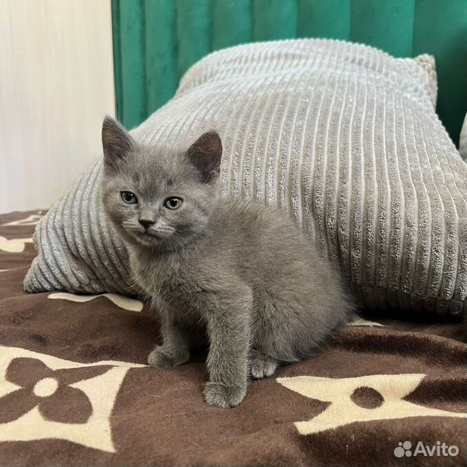 Шотладские котята прямоухие
