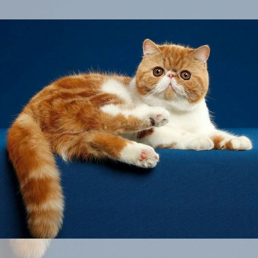 Котята экзоты короткошерстные