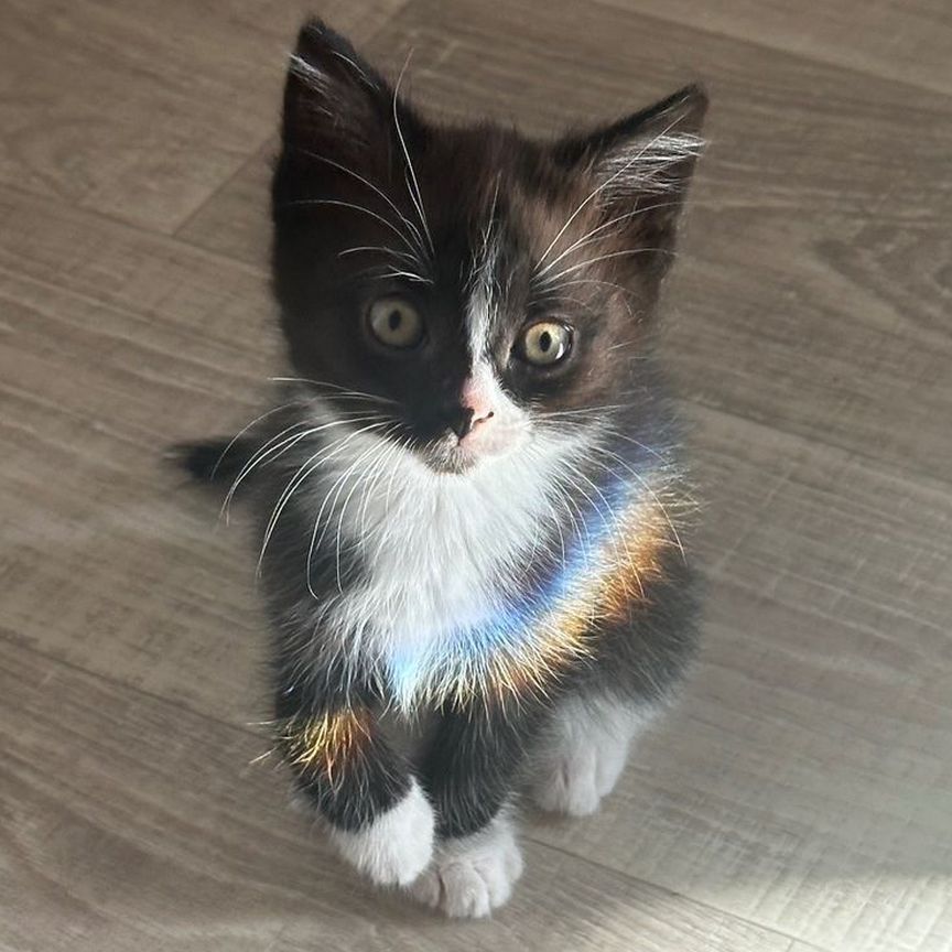 Котёнок в добрые руки