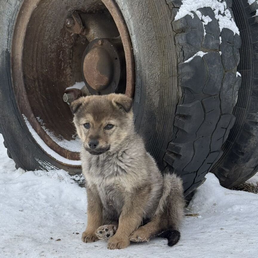 Щенок в добрые руки