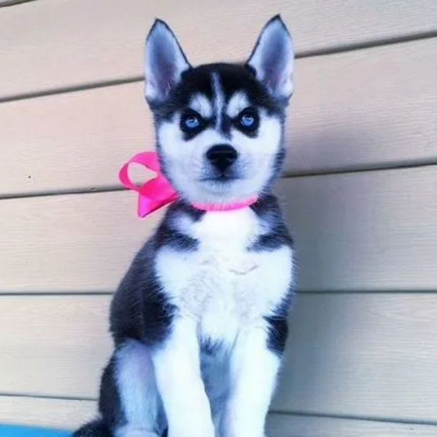 Пушистые малыши хаски