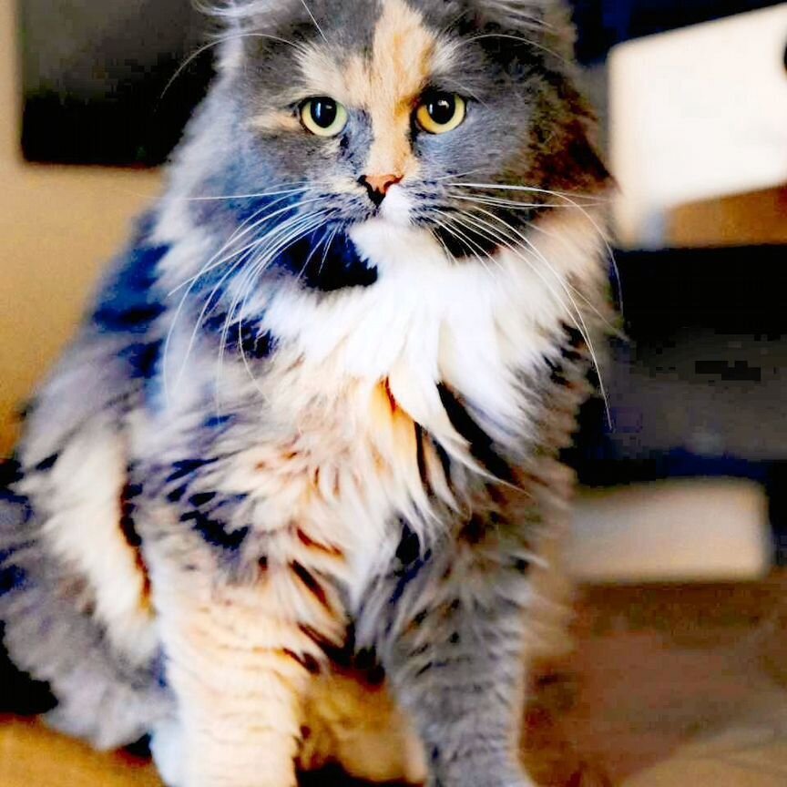 Красотка ищет дом