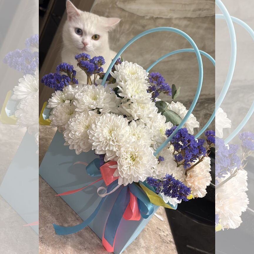 Бенгальская, взрослая кошка