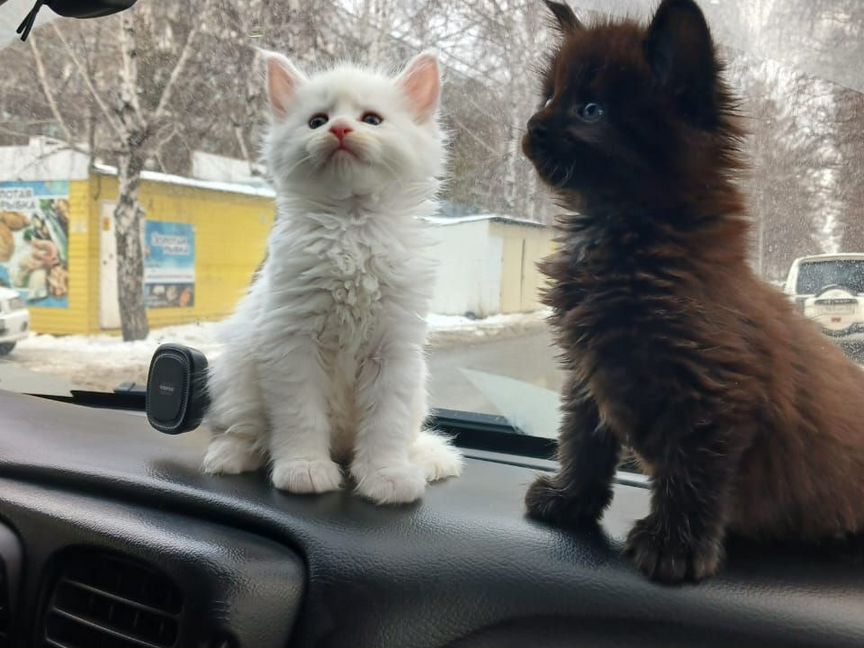 Котята мейн-кун