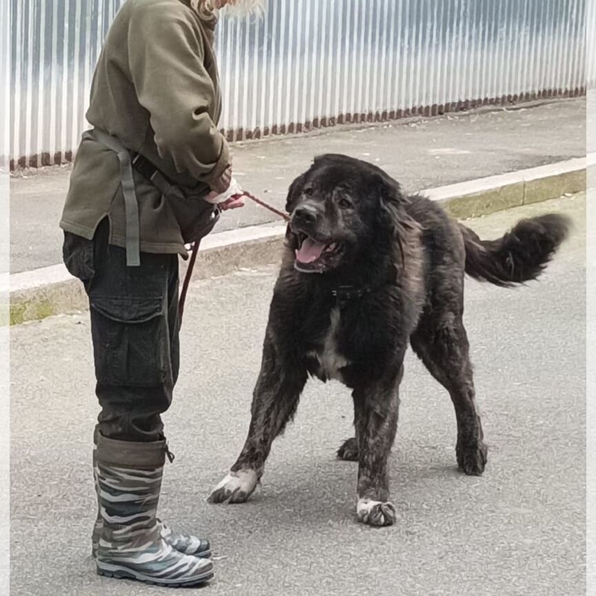 Кавказская овчарка в добрые руки