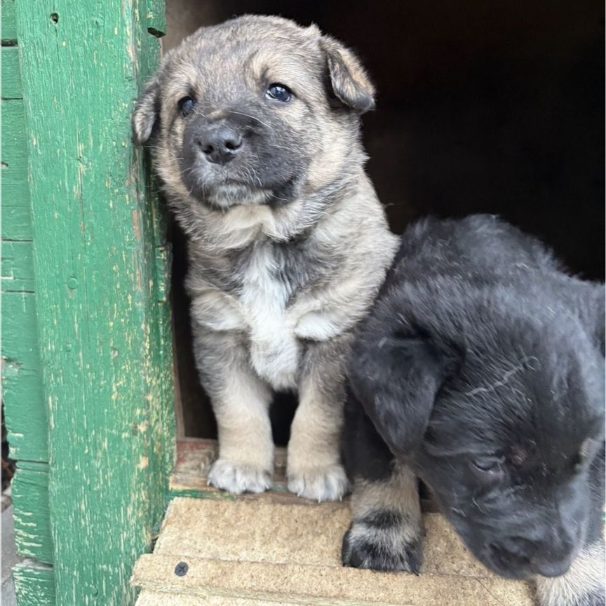 Щенок в добрые руки