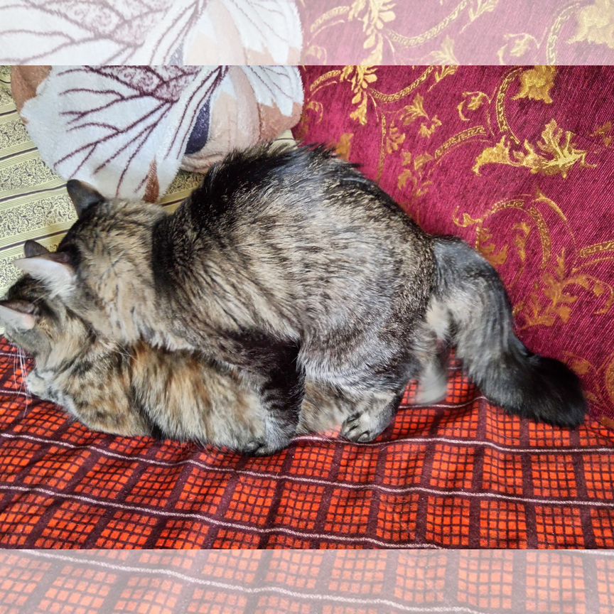 Норвежский лесной кот вязка