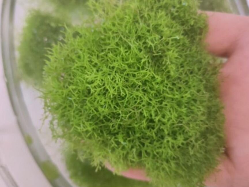 Мох риччия с мелкими креветками