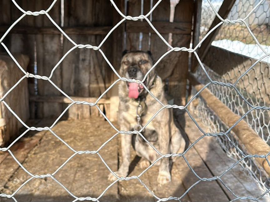 Алабай в добрые руки