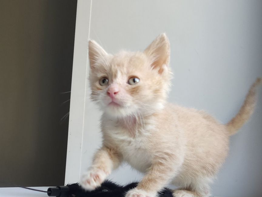Рыжий котенок
