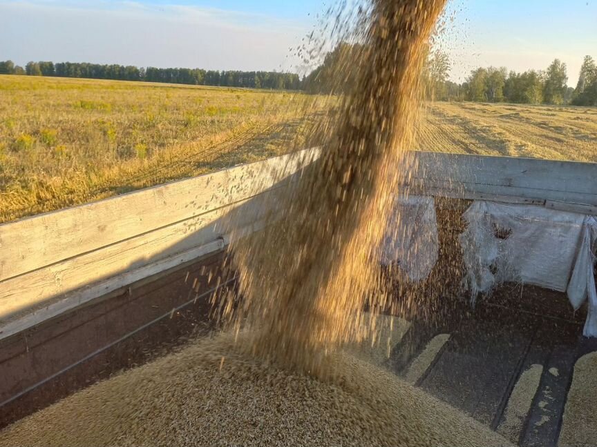 Продам сено,солома,пшеница,овёс,ячмень,рожь