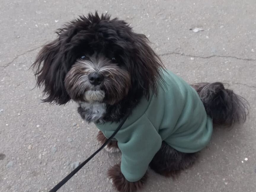 Мальтипу вязка