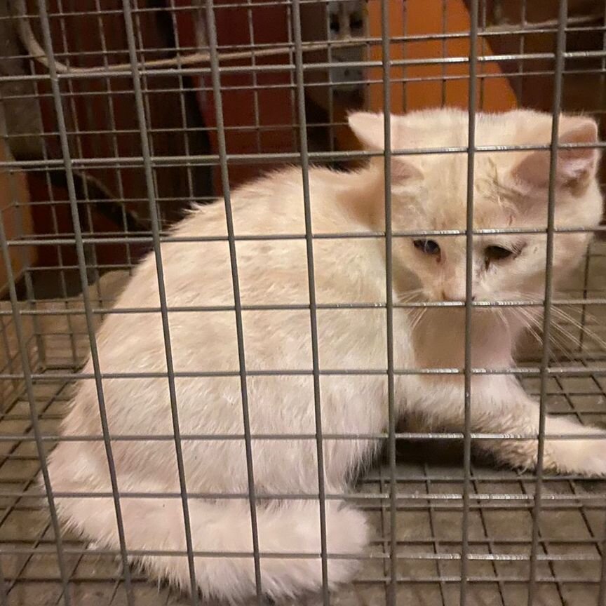 Котёнок в добрые руки