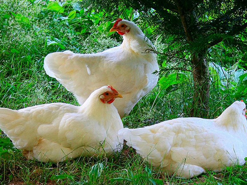 Продаются бройлеры