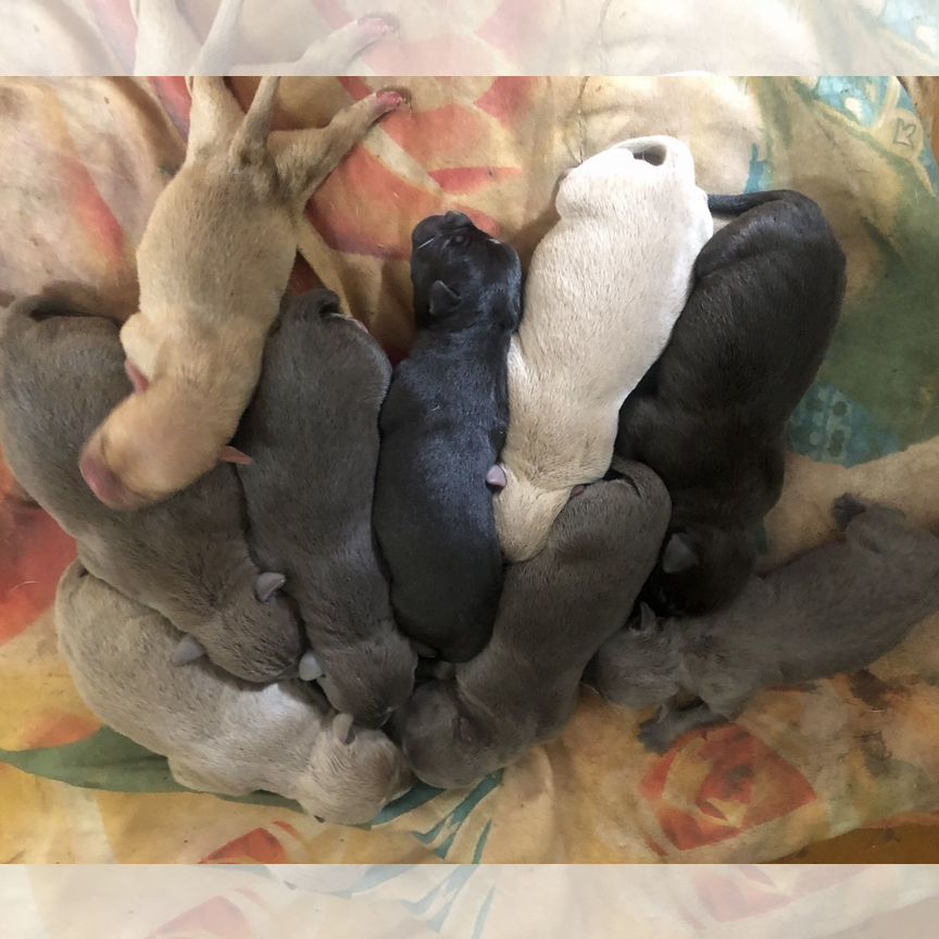 Американский булли