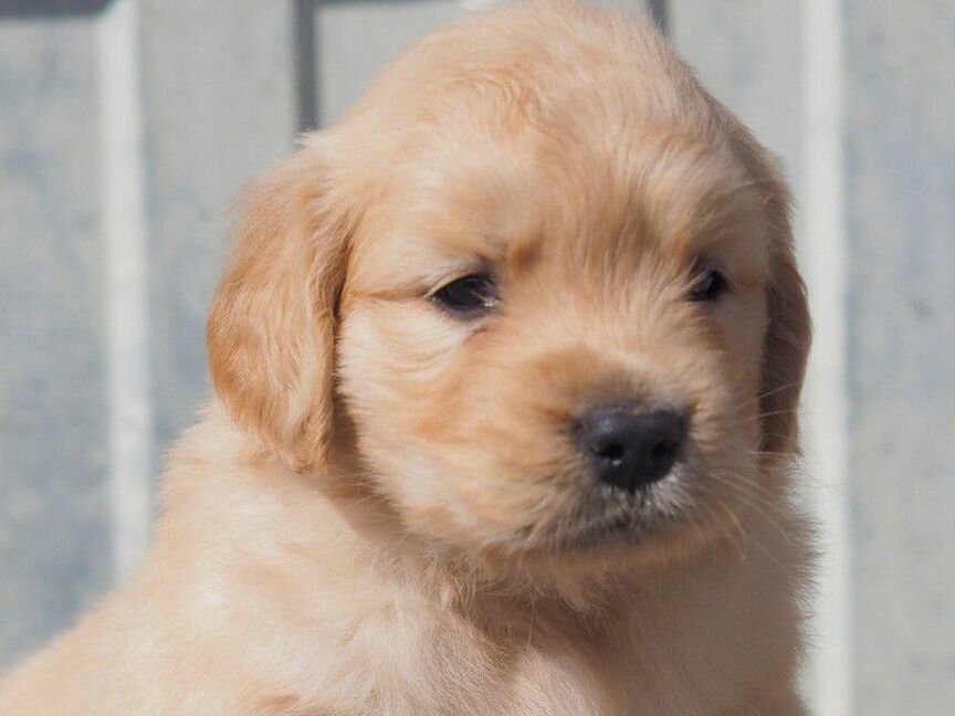 Золотистый ретривер