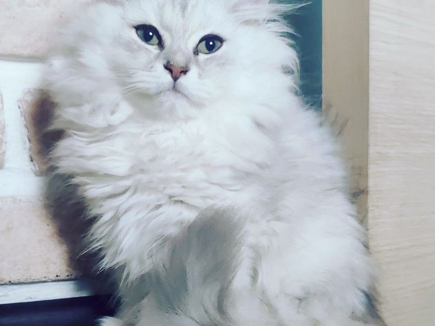 Редкий британский котенок