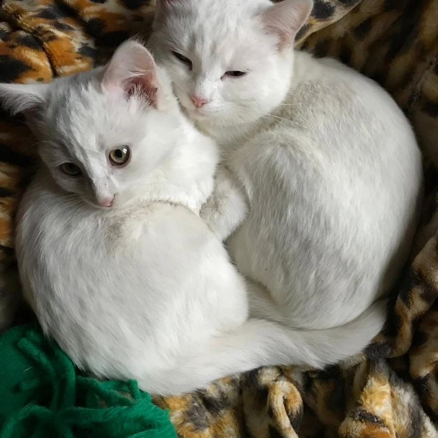 Котята в добрые руки бесплатно