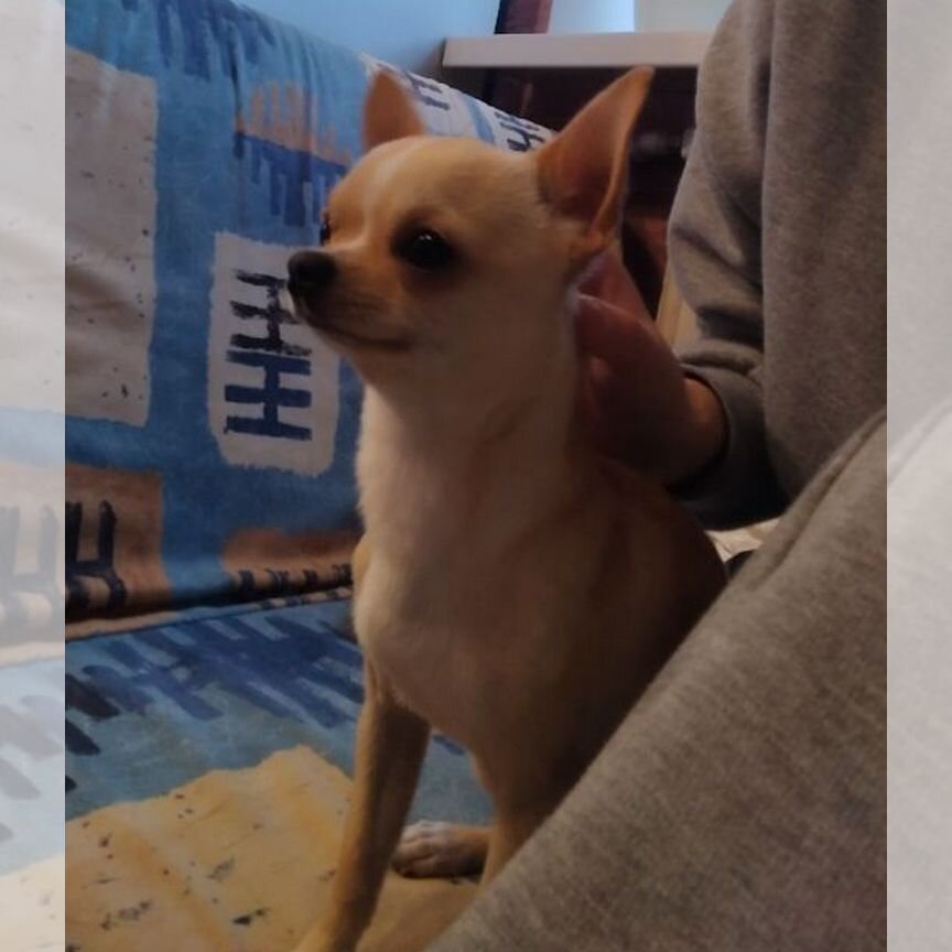 Чихуахуа мальчик вязка