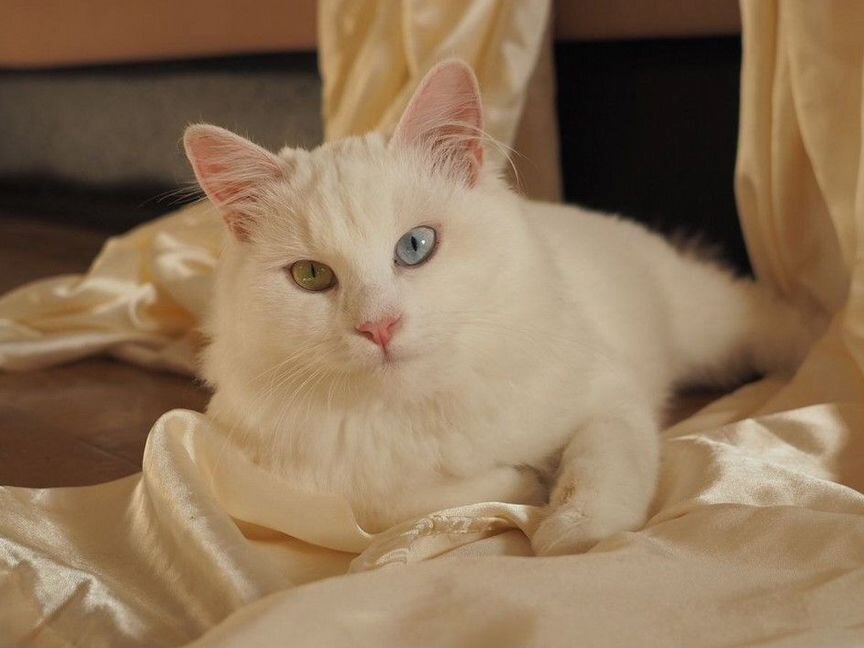 Сметана - не кошка, а просто принцесса