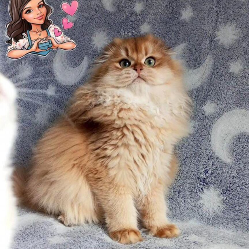 Котик хайленд фолд