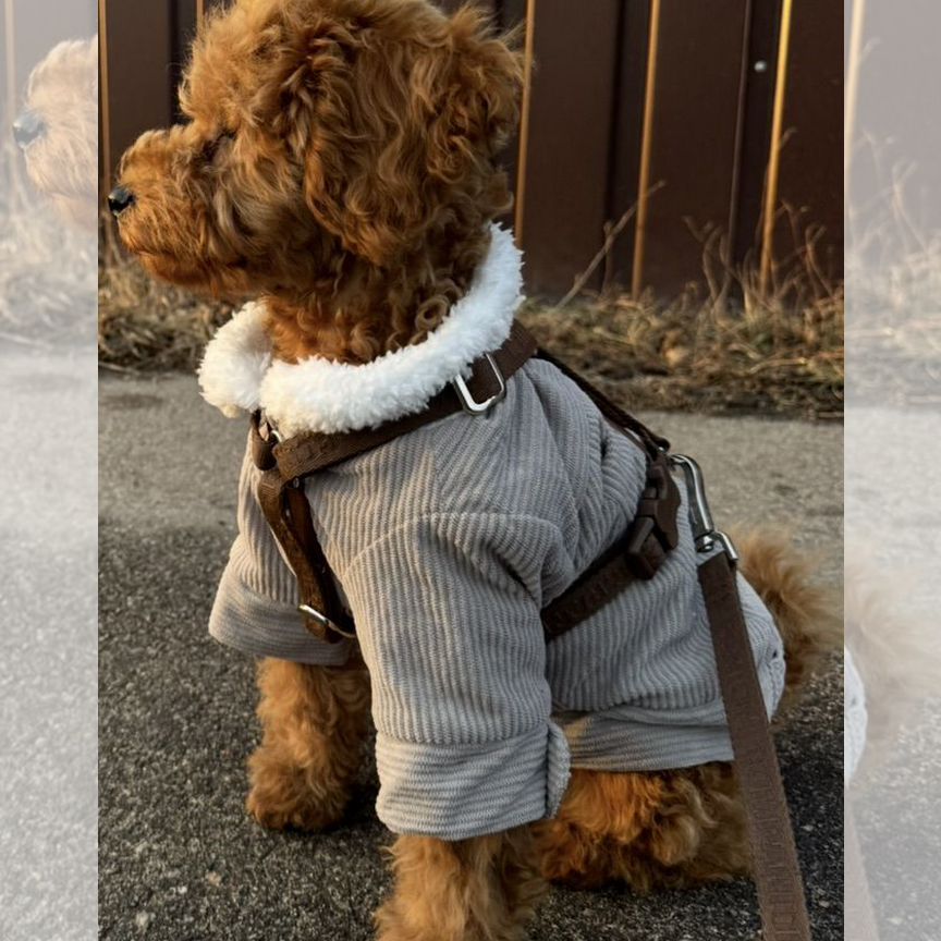 Куртка для собаки той пудель