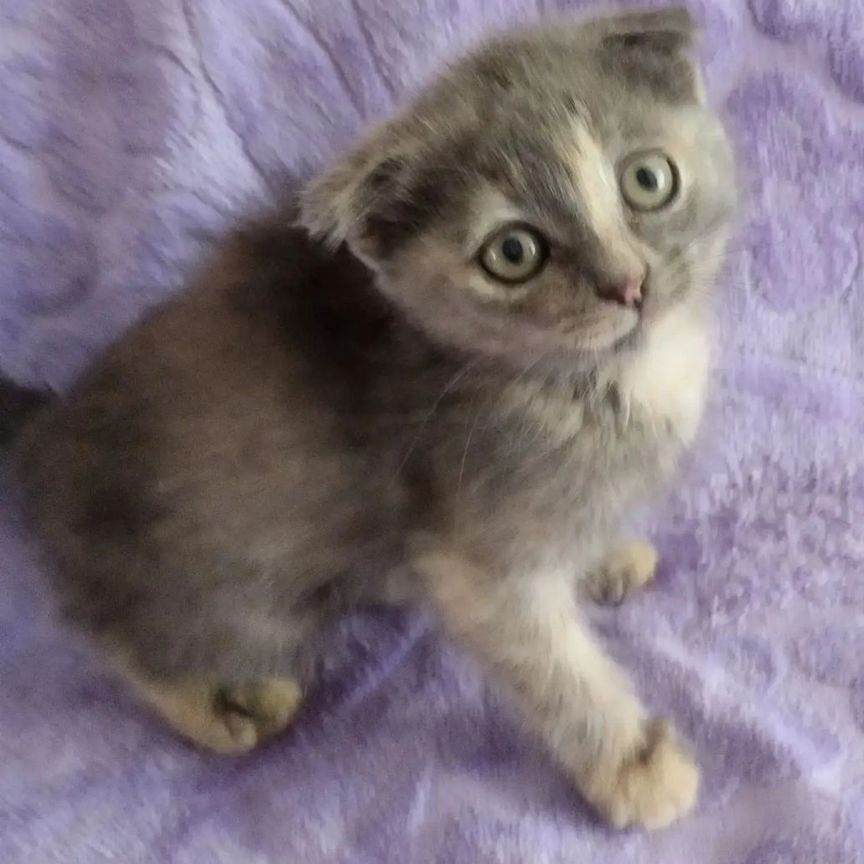 Шотландский вислоухий длинношёрстный котёнок