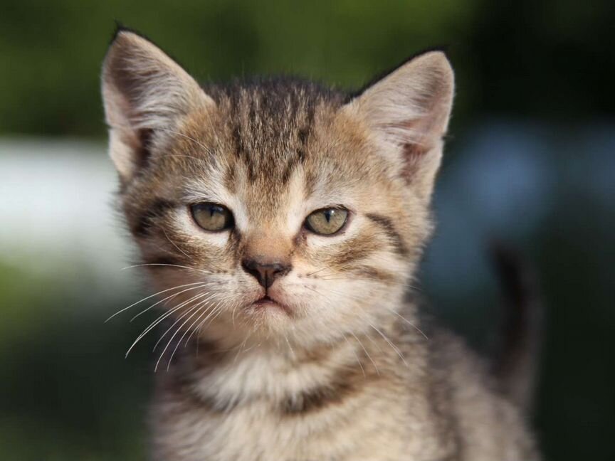 Котята в дар бесплатно