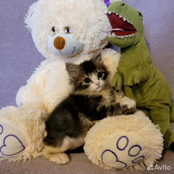 Красавчик котенок ищет себе Семью