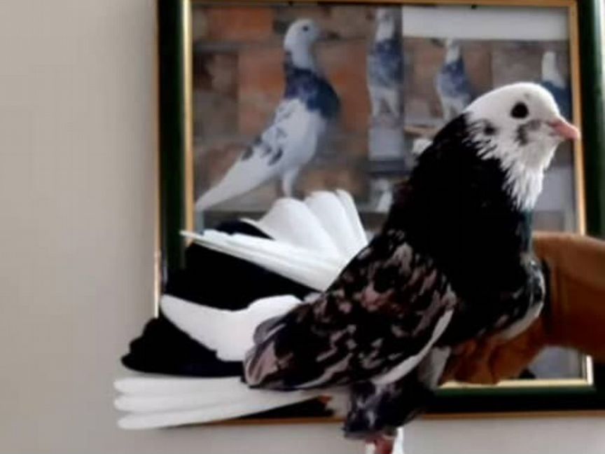 Иранский голубей Разные породы привозим под заказ