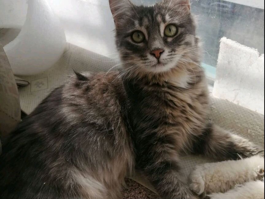 Кошечка подросток