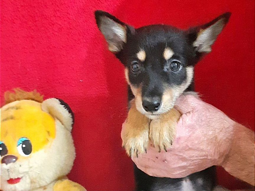 Щеночек мальчик