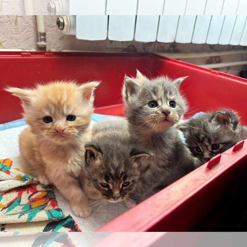 Котята мейн-кун