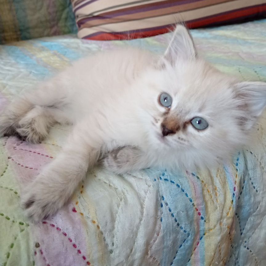 Невский маскарадный котёнок