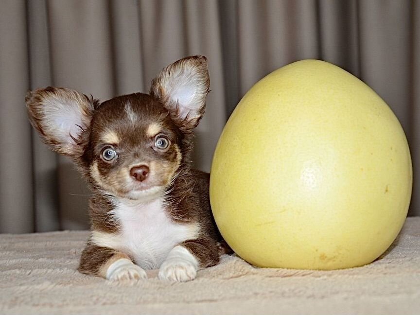 Чихуахуа шоколадный малыш с Документами РКФ