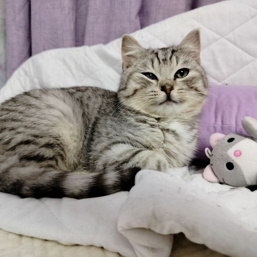 Котёнок