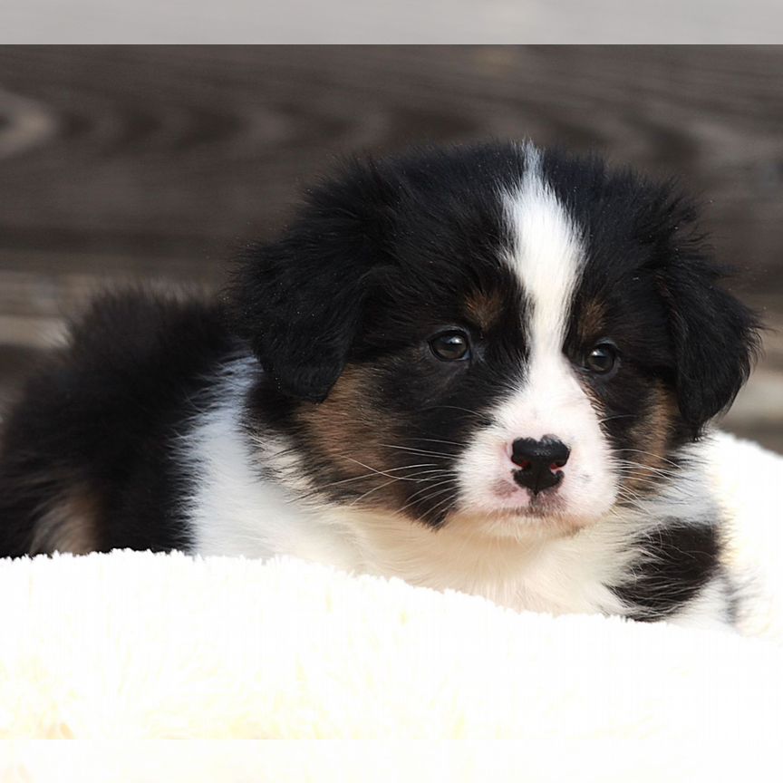 Австралийская овчарка, щенок