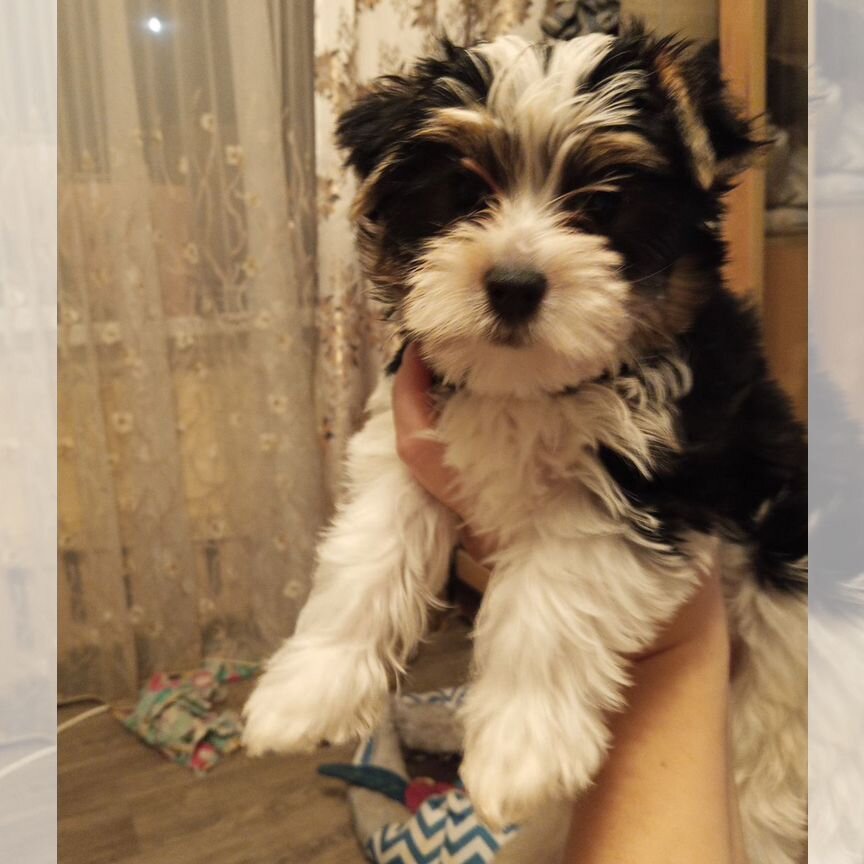 Бивер-йоркширский терьер, щенок