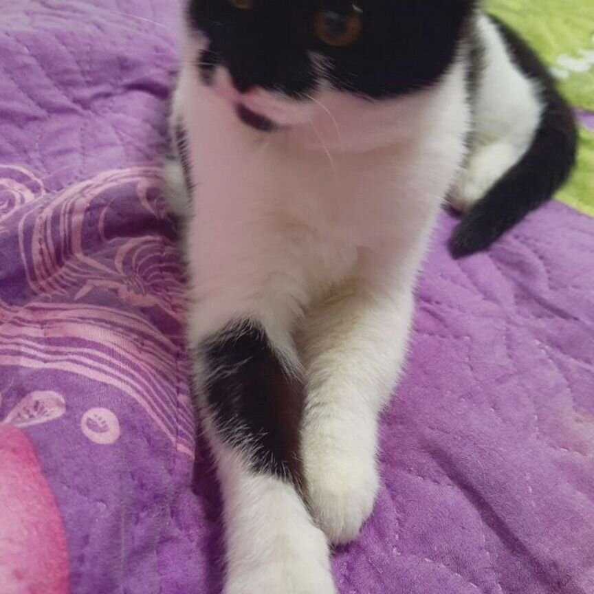 Отдаю бесплатно