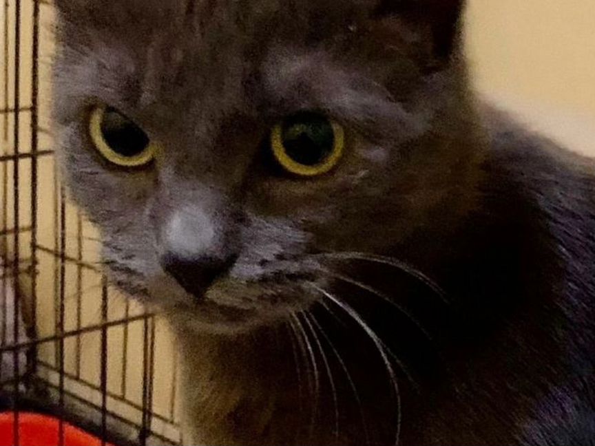 Русская голубая