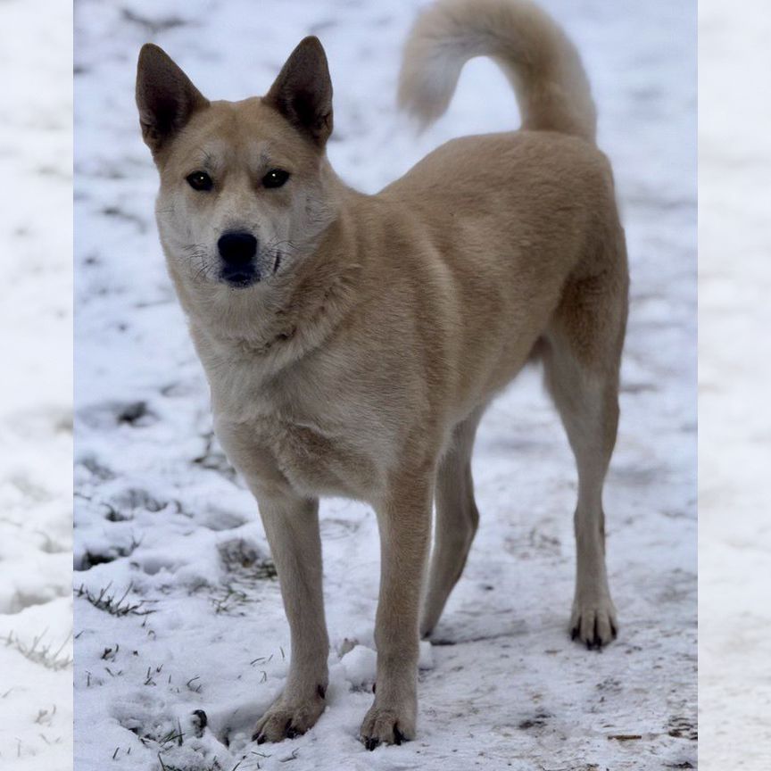 Взрослая собака в добрые руки